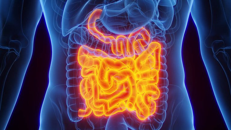 Intestino delgado: função e importância – Floratil®